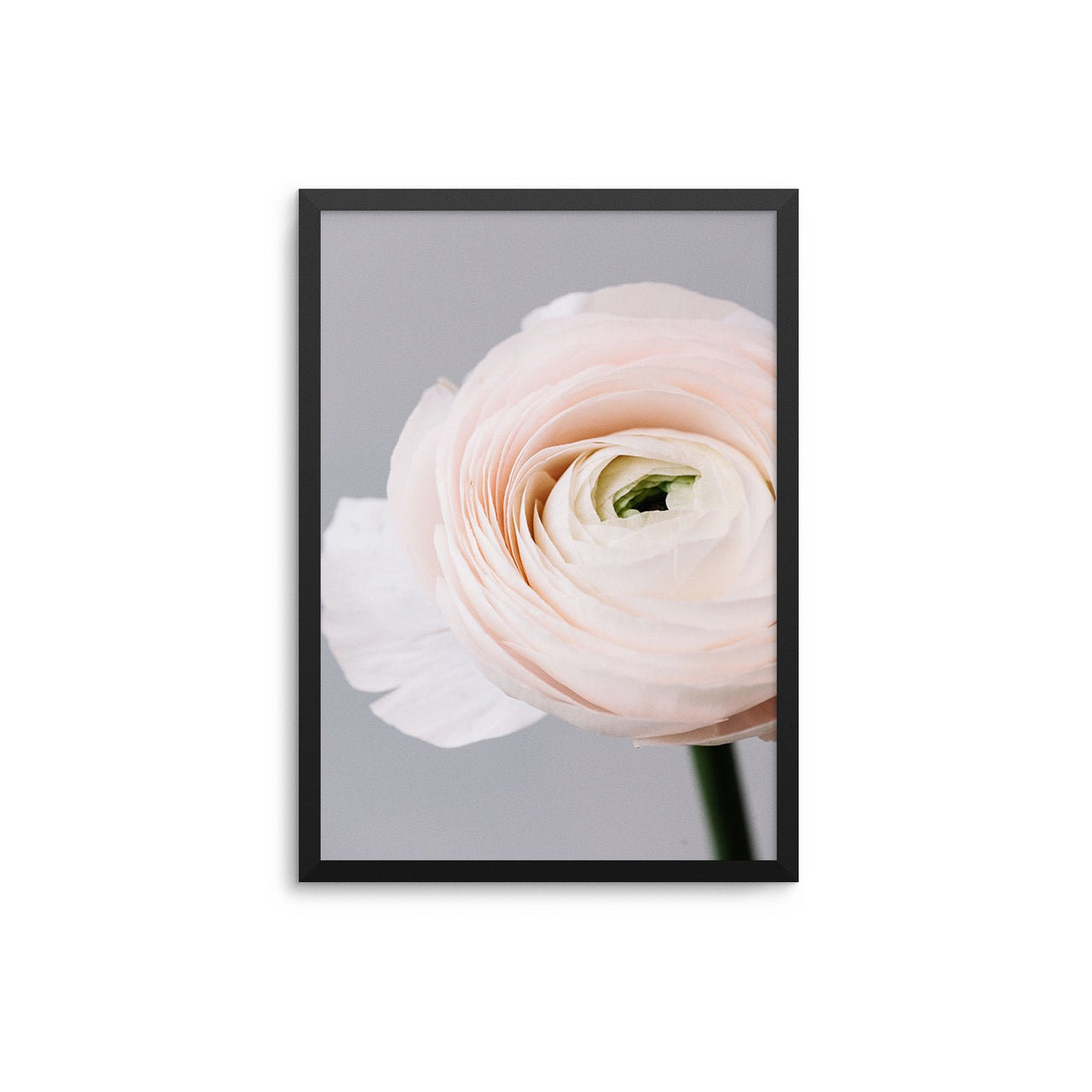 Blush Ranunculus Flower Print – D'Luxe Prints