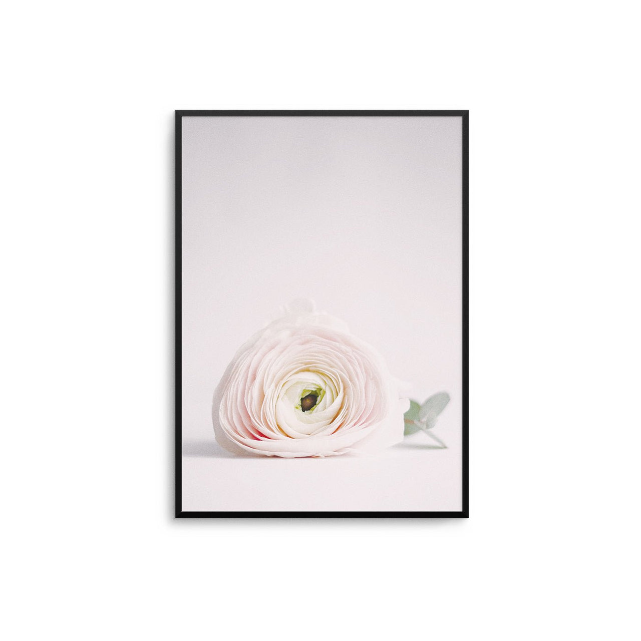 Pink Ranunculus Flower Print – D'Luxe Prints